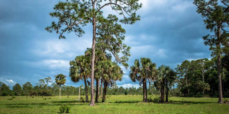 Discovering the Wild Heart of Babcock Ranch | Babcock Ranch